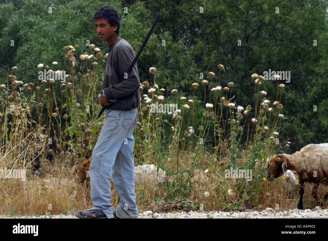 boy sheep shepherding ancient highway bedouin Israel tend watch guard ...