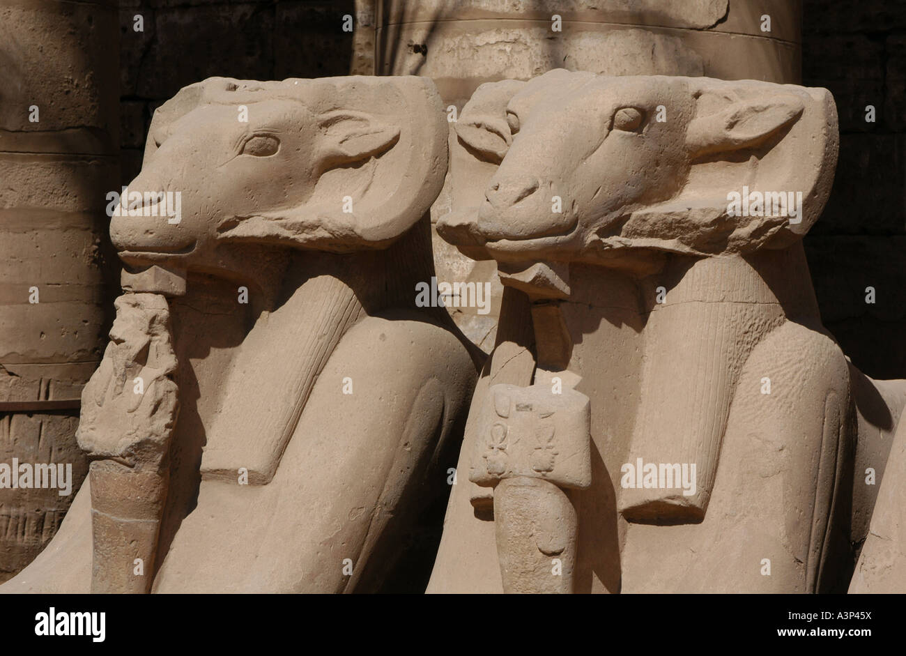 Ram-headed sphinxes in the forecourt of the Temple of Amun in Karnak ...