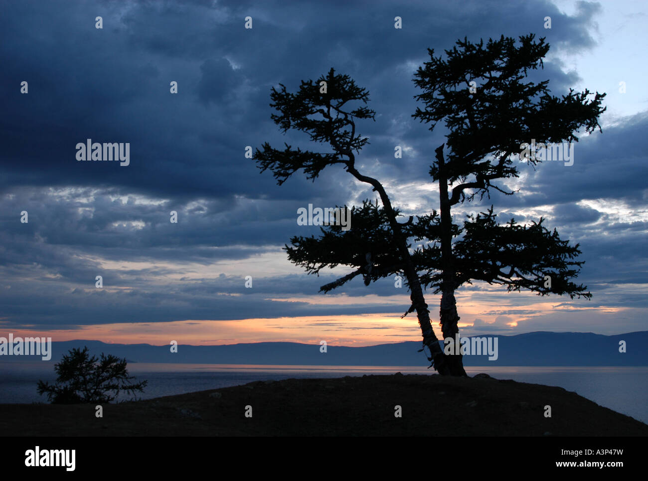Sacred larch tree at Burkhan Cape on Olkhon Island on Lake Baikal in ...