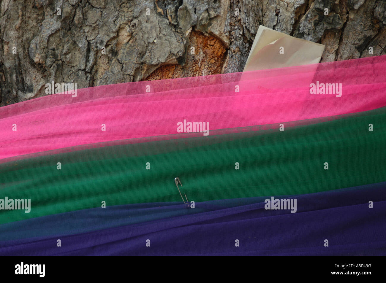Buddhist sacred tree wrapped in ribbons in Nakhon Pathom, Thailand ...