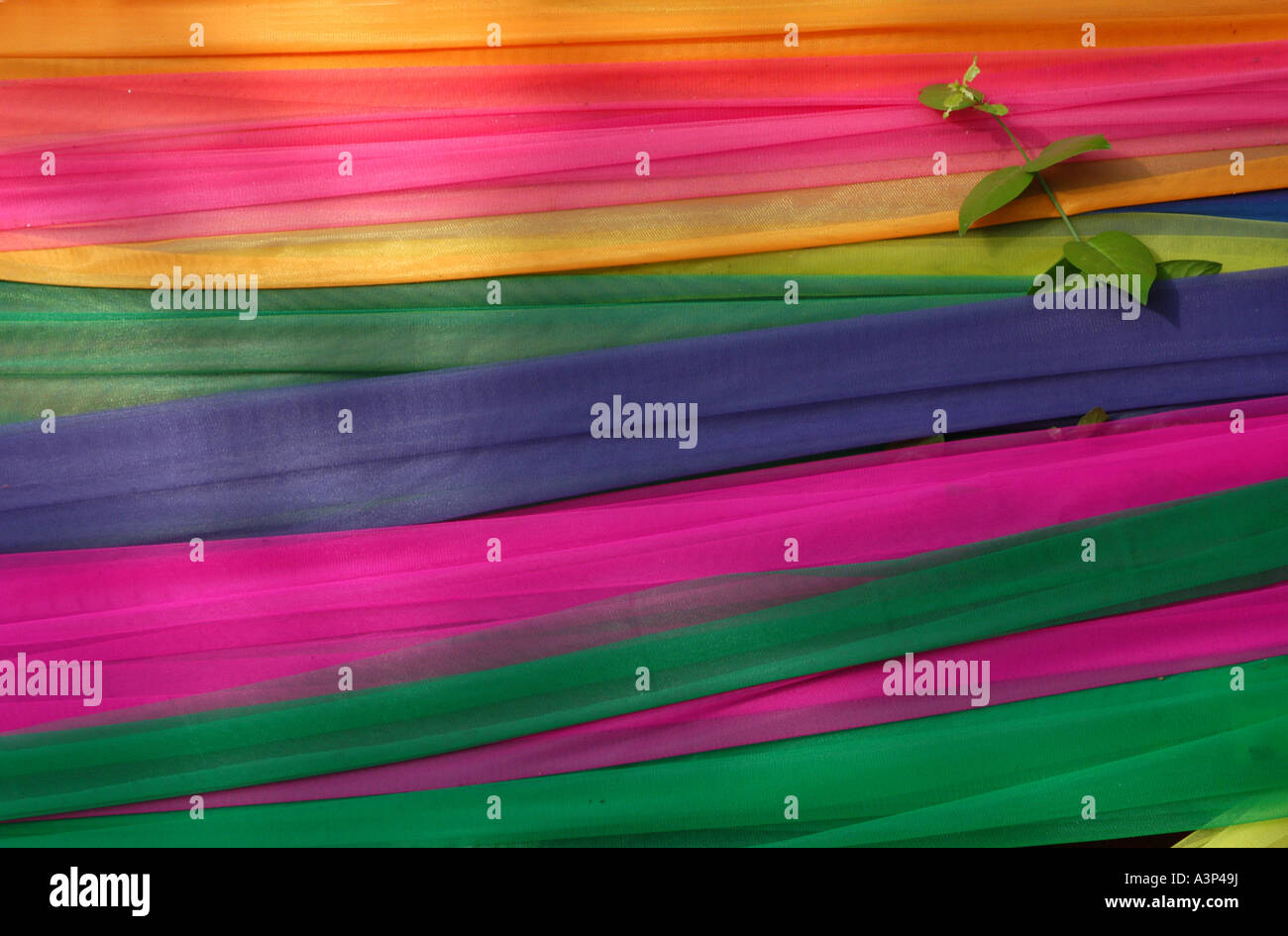 Buddhist sacred tree wrapped in ribbons in Nakhon Pathom, Thailand ...