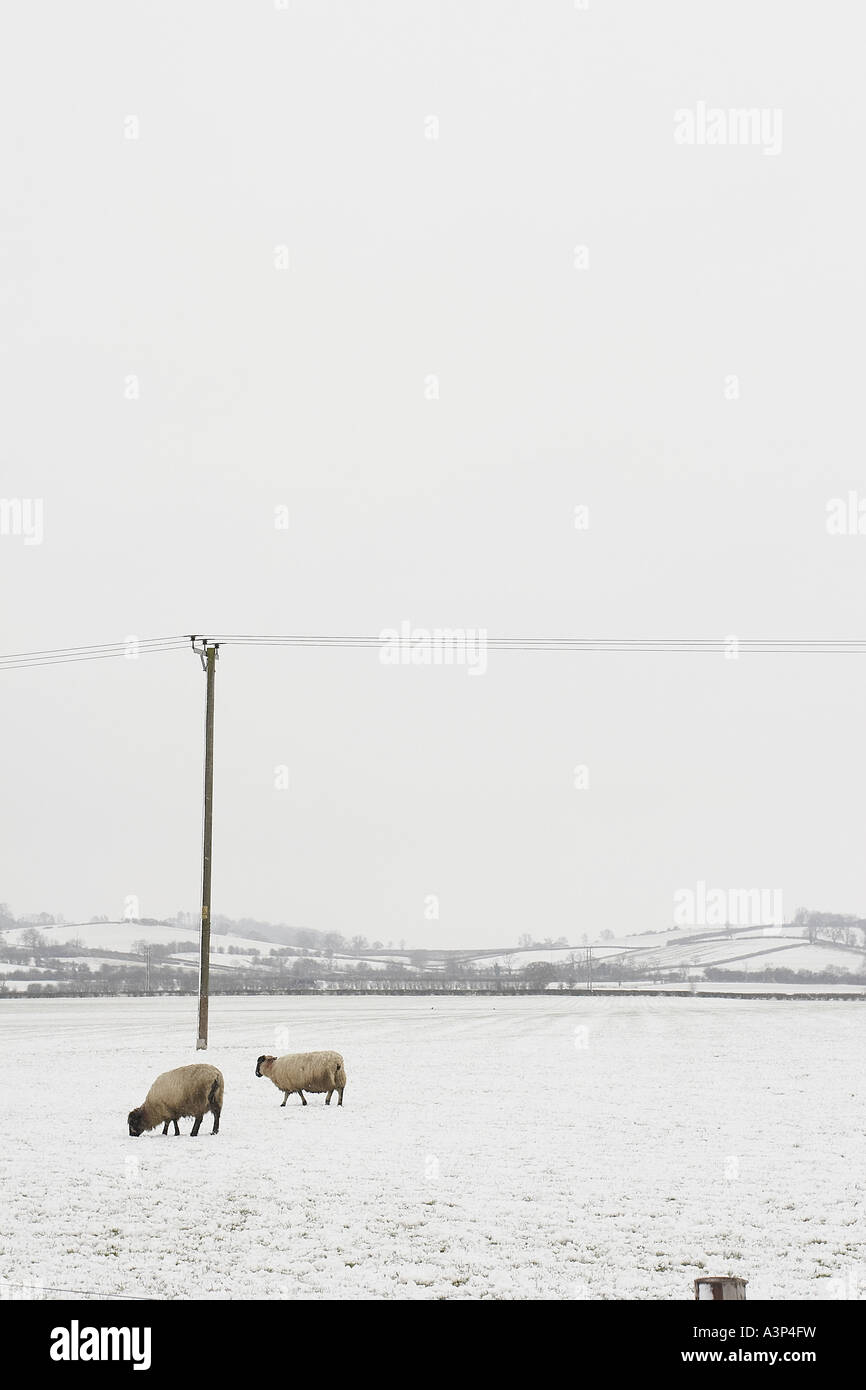 Telephone sheep hi-res stock photography and images - Alamy