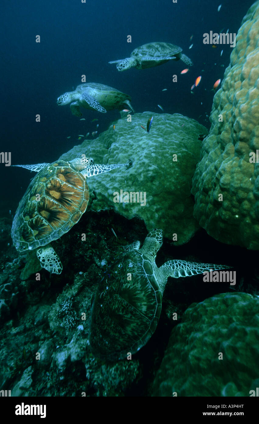 Green Turtle Chelonia mydas 4 turtles at coral bombie cleaning station ...