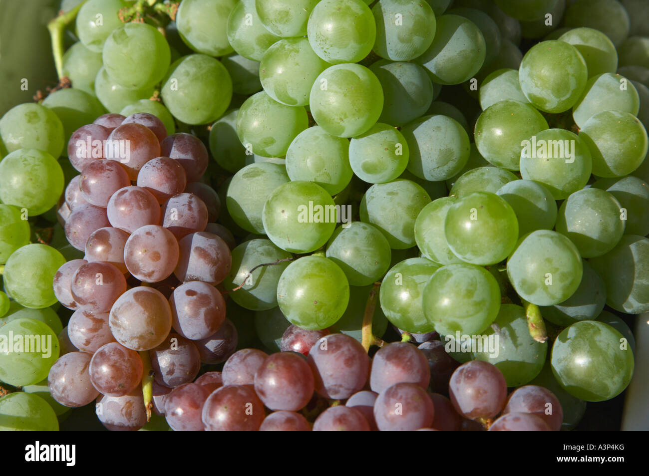 Niagara and Delaware grapes of the Finger Lakes region of New York ...