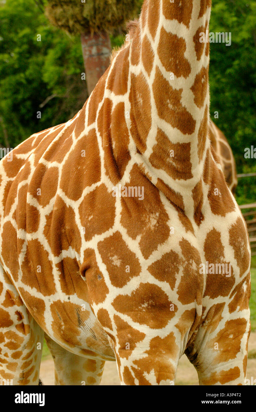 Giraffe body hi-res stock photography and images - Alamy