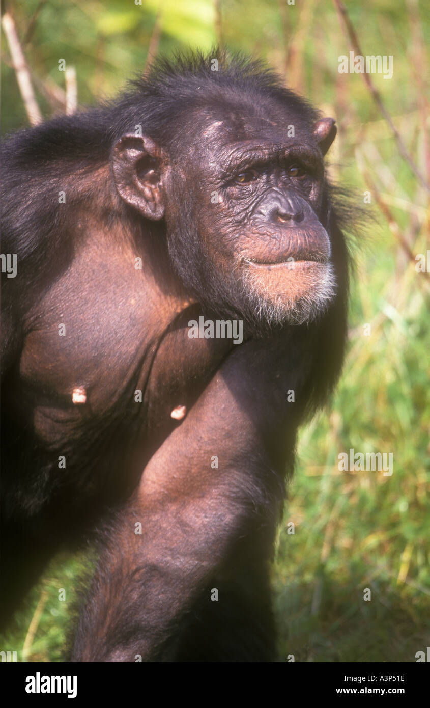 Animal rampage hi-res stock photography and images - Alamy