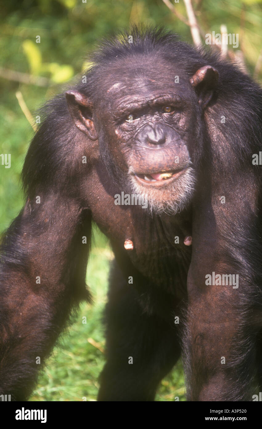 Monkey on all fours hi-res stock photography and images - Alamy