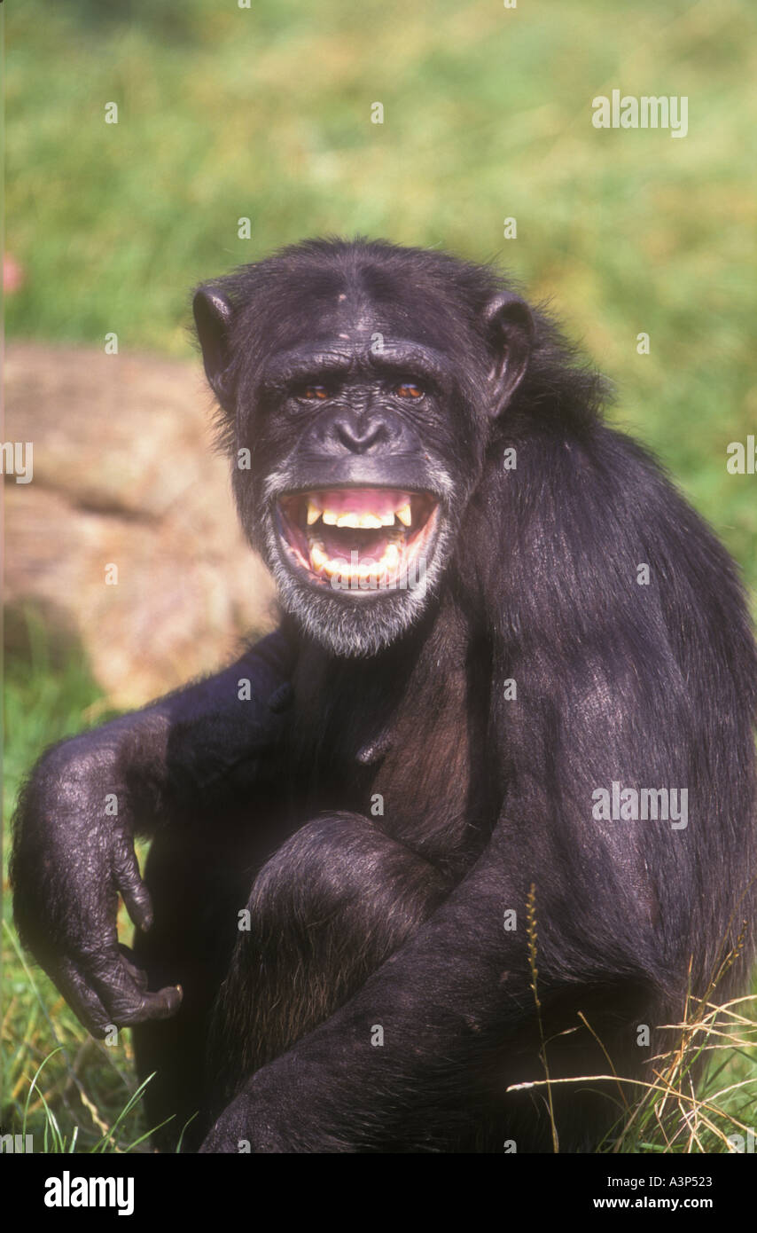 Chimpanzee Laughing