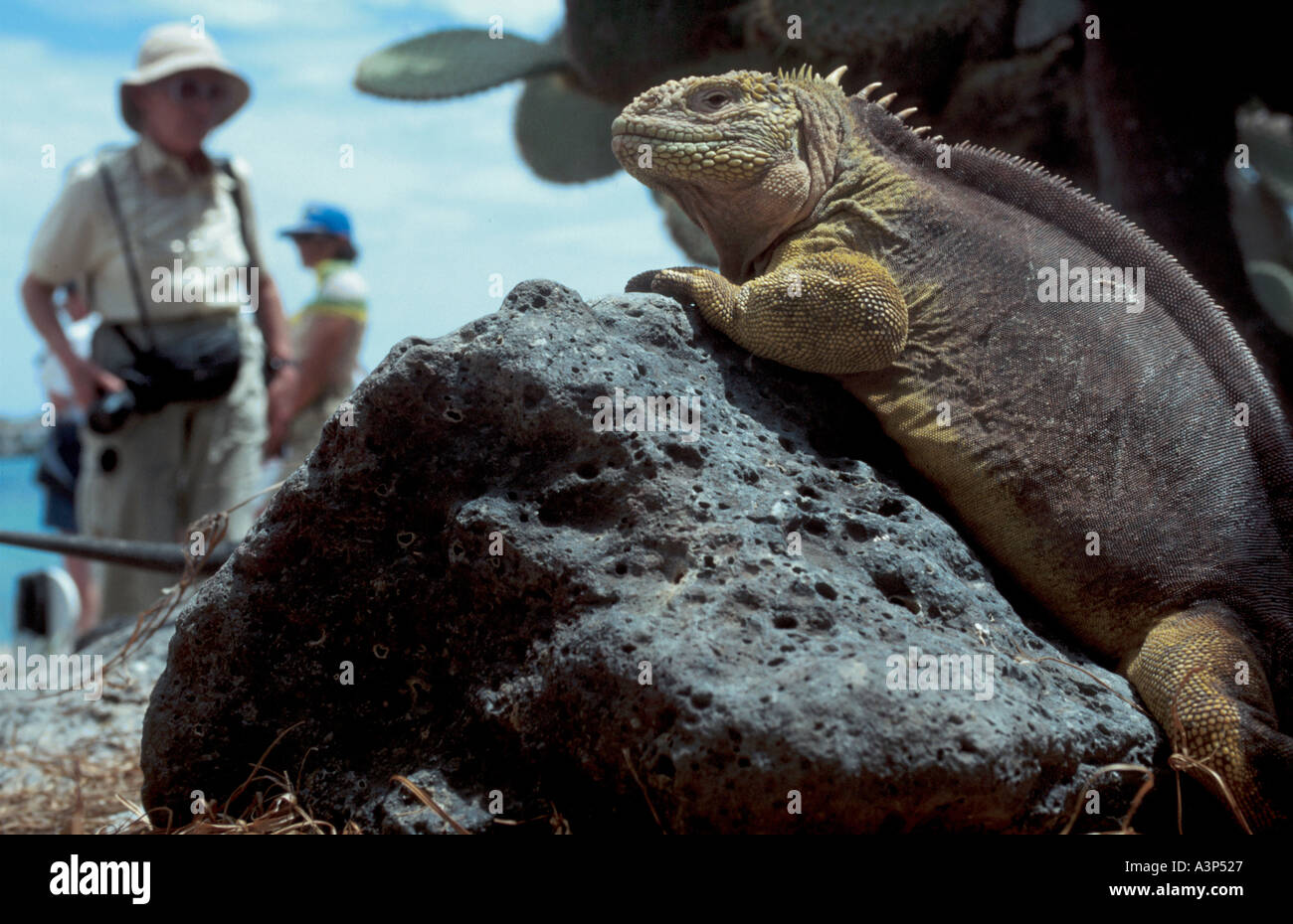 Leguan, Galapagos Islands Stock Photo - Alamy
