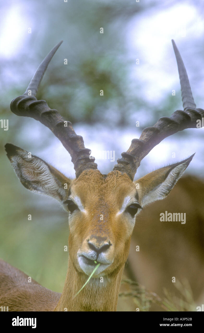 Deer With Twisted Horns