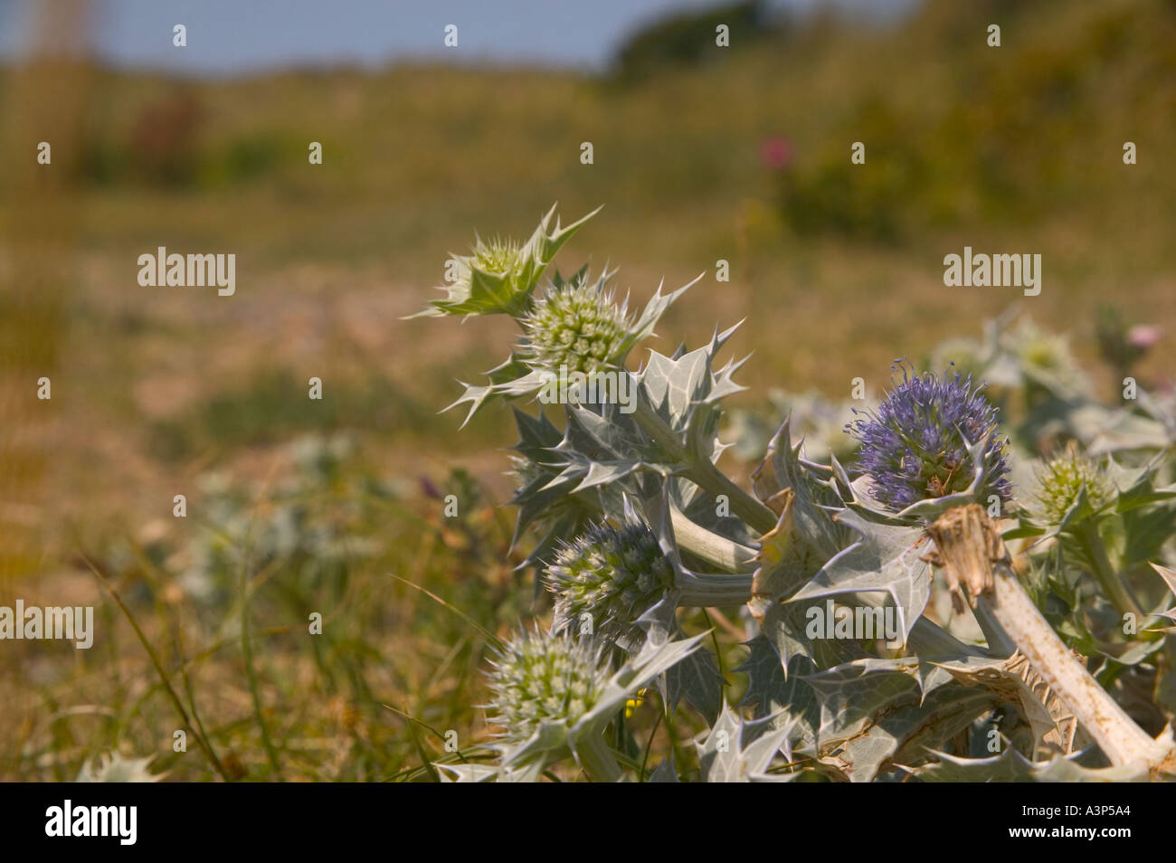 Wild thistle on the Sand Dunes Stock Photo - Alamy