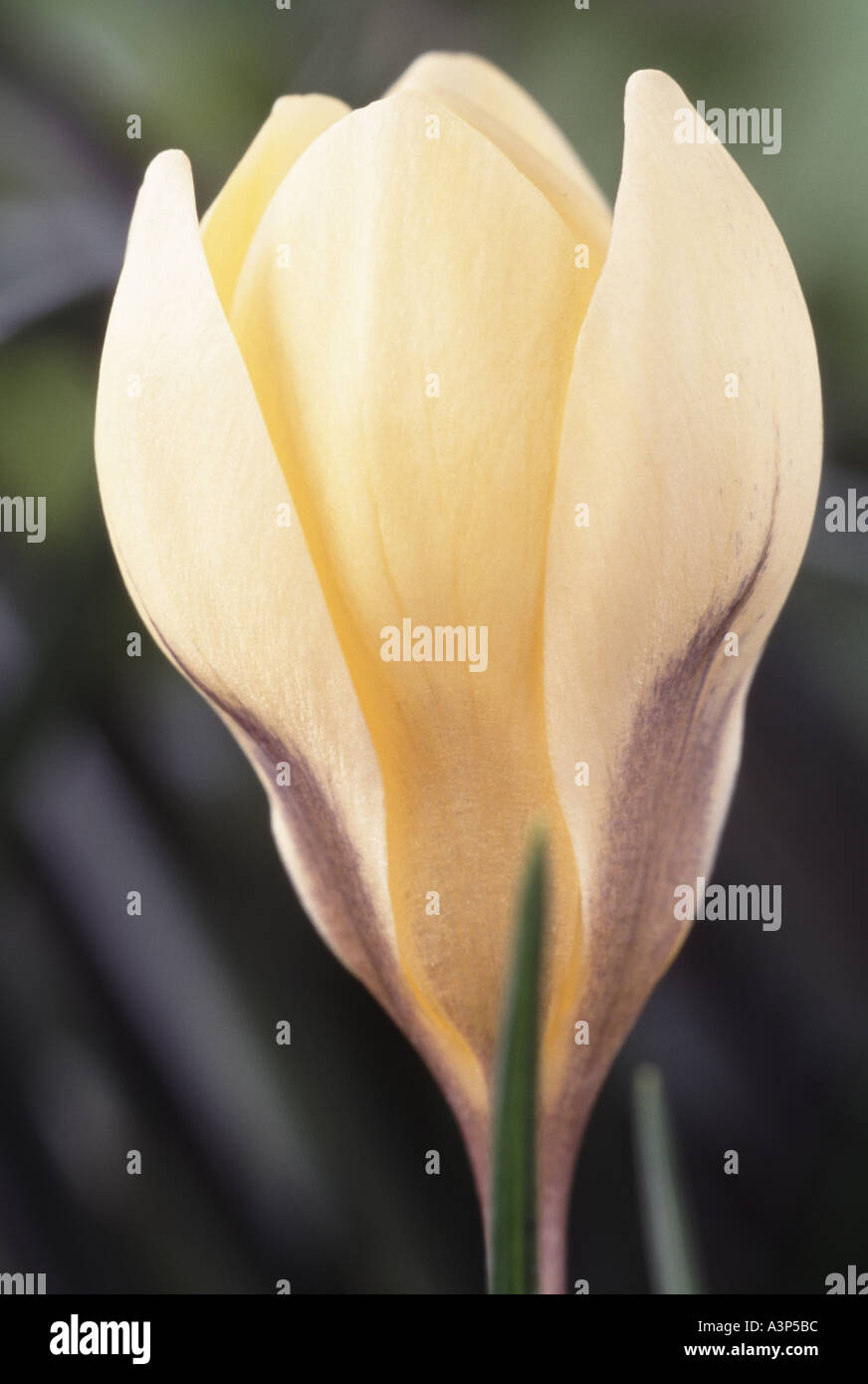 Crocus chrysanthus 'Moonlight' Stock Photo - Alamy