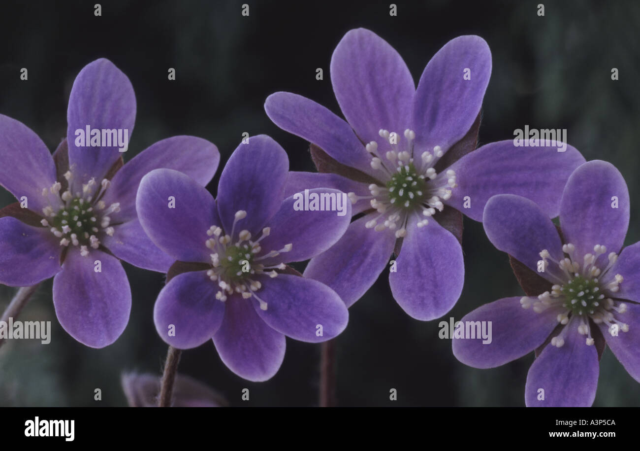 Hepaticas hi-res stock photography and images - Alamy