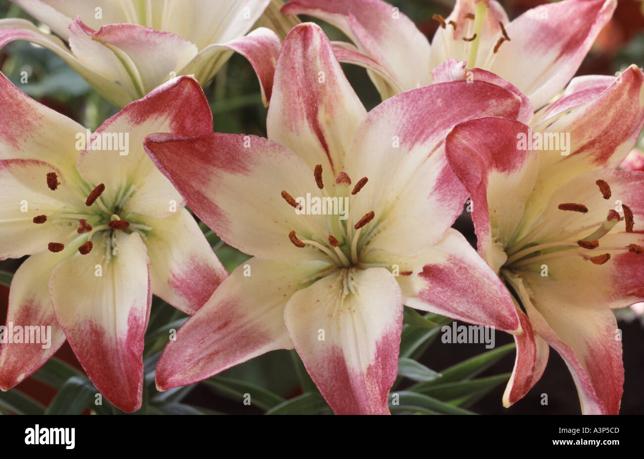 Lilium 'Lollypop'. Lily Stock Photo - Alamy