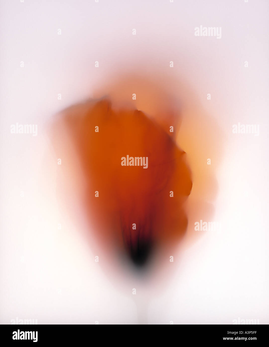 Photogram plant hi-res stock photography and images - Alamy