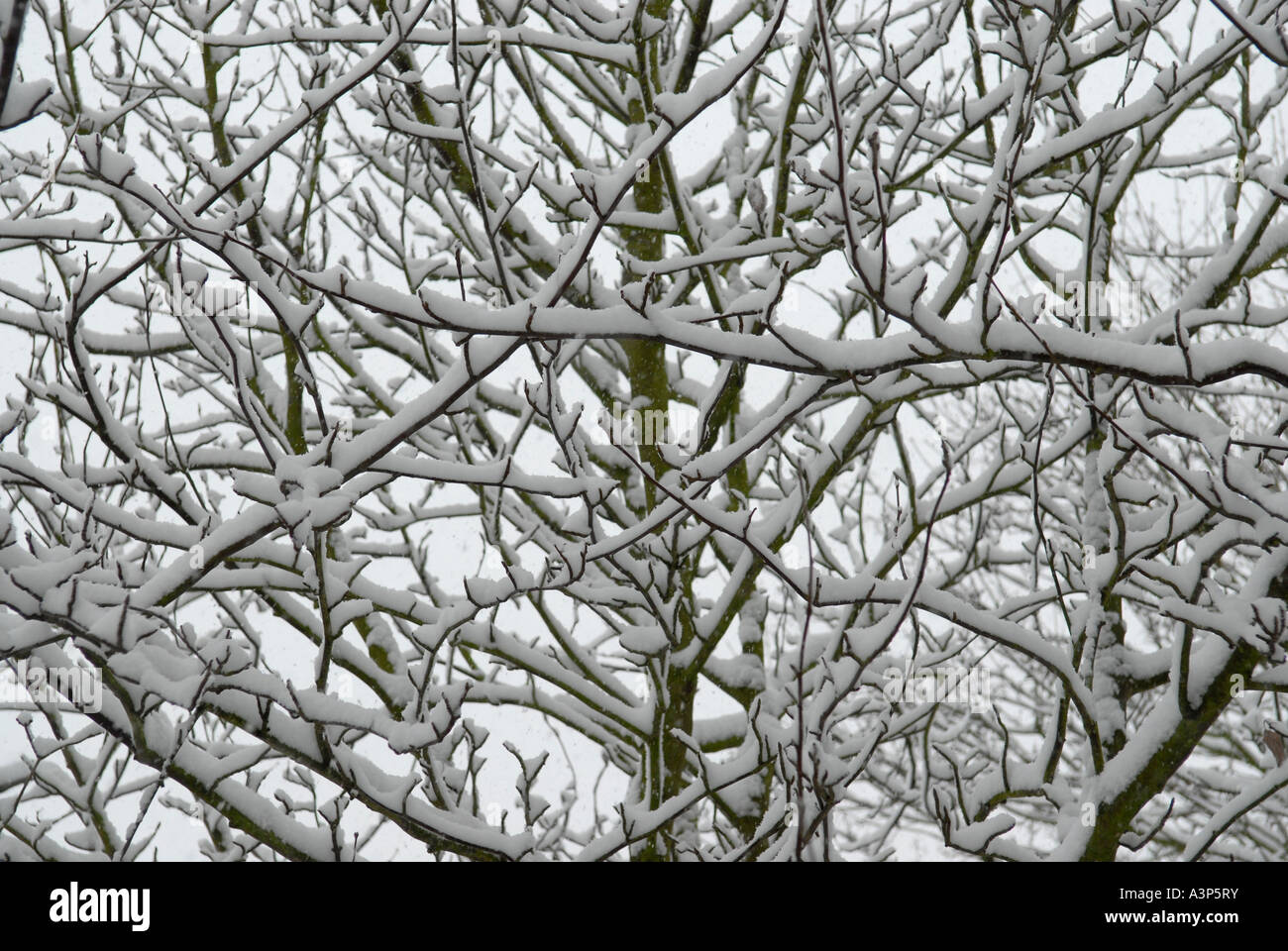Snow covered branches in Redditch Worcestershire Stock Photo - Alamy