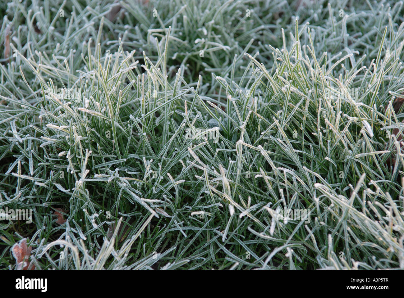 Frost covered blades of grass on a cold frosty winter morning Stock ...