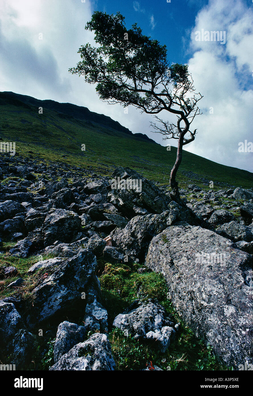 Wind swept tree uk hi-res stock photography and images - Alamy