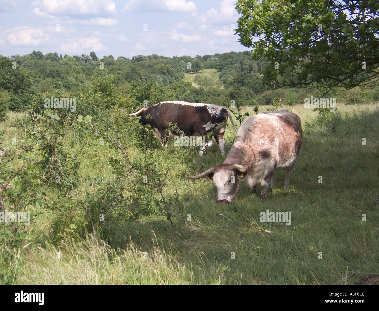 Longhorn Cattle Epping Forest High Resolution Stock Photography and ...