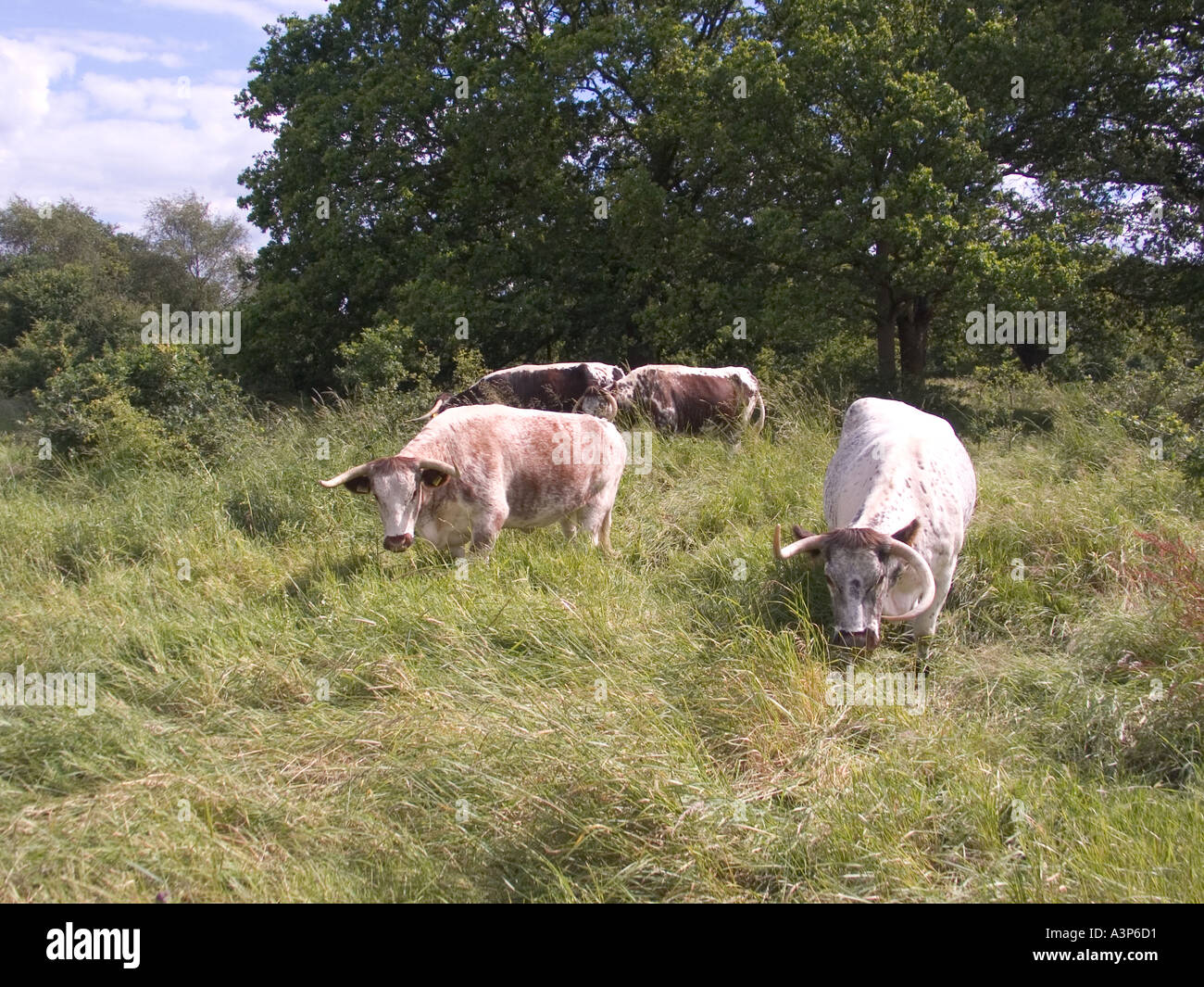 Longhorn Cattle Epping Forest High Resolution Stock Photography and ...