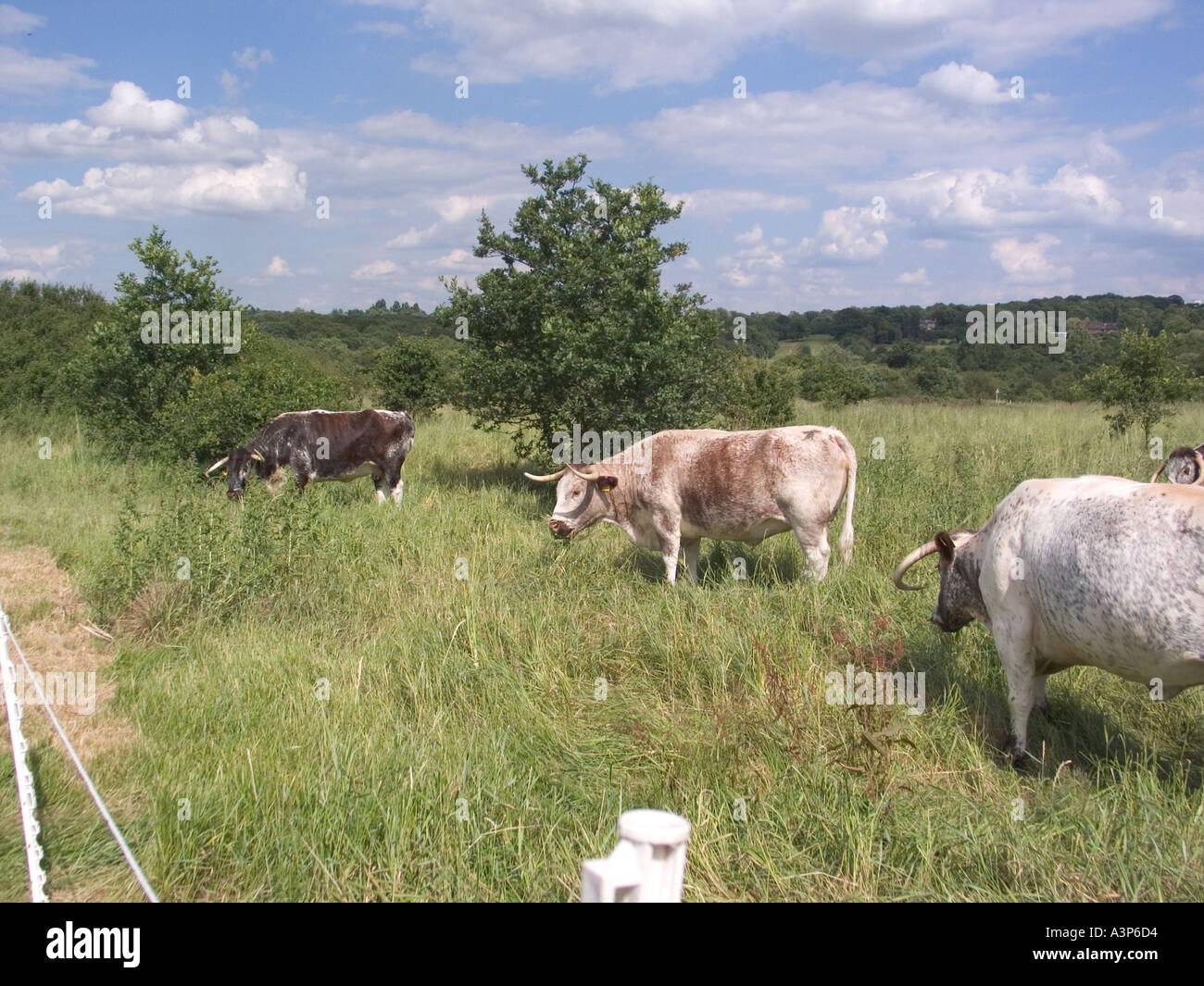 Chingford plain hi-res stock photography and images - Alamy