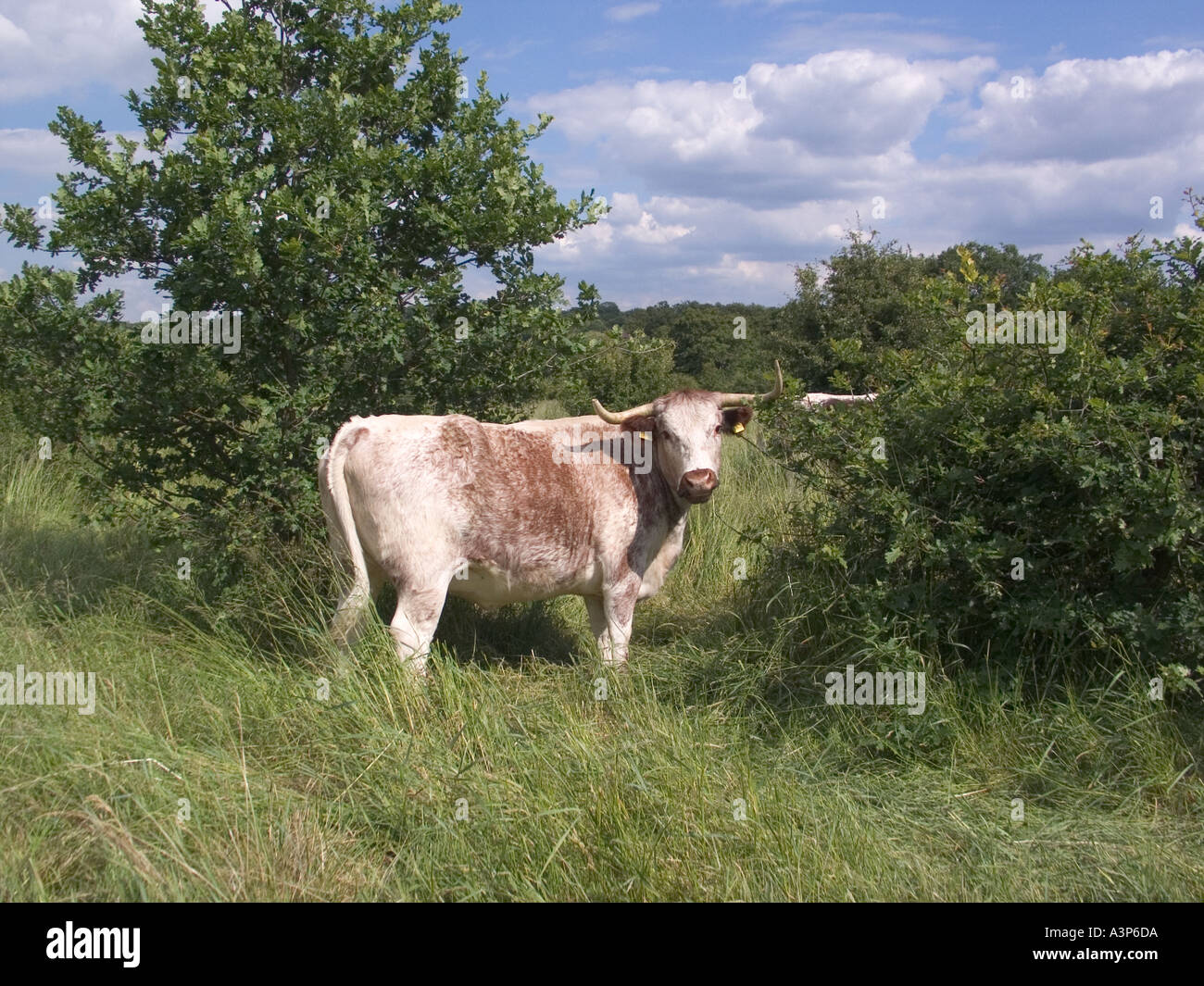 Chingford essex hi-res stock photography and images - Alamy
