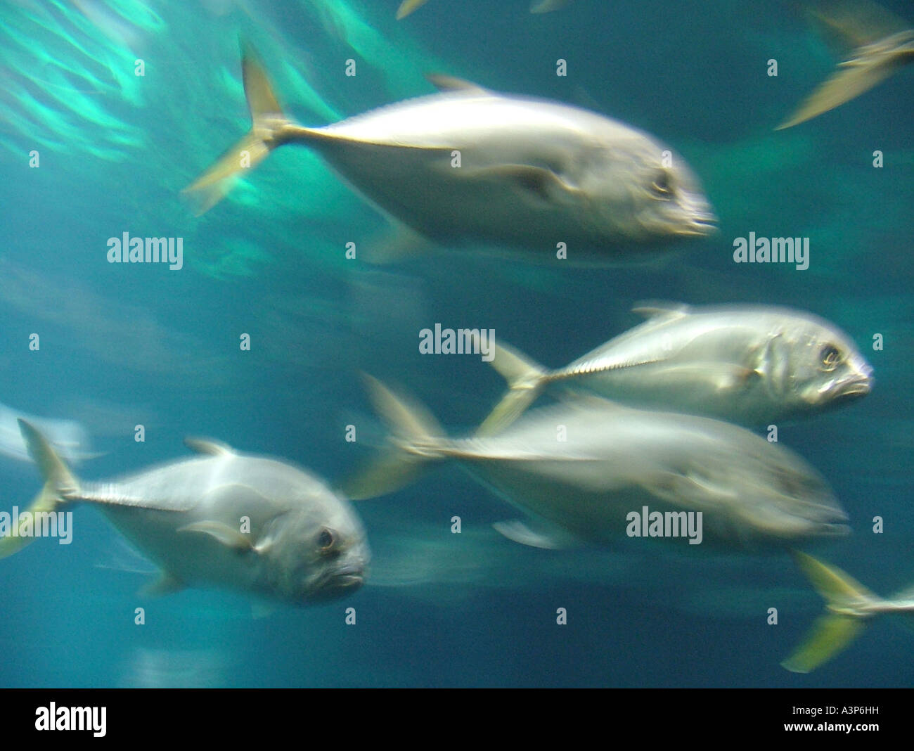 Group of fish swimming in large aquarium Stock Photo - Alamy