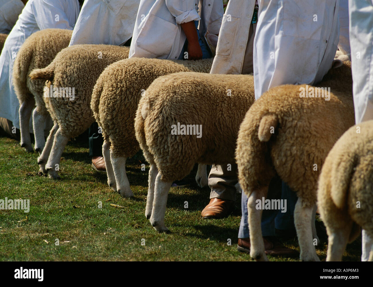 Prize sheep hi-res stock photography and images - Alamy