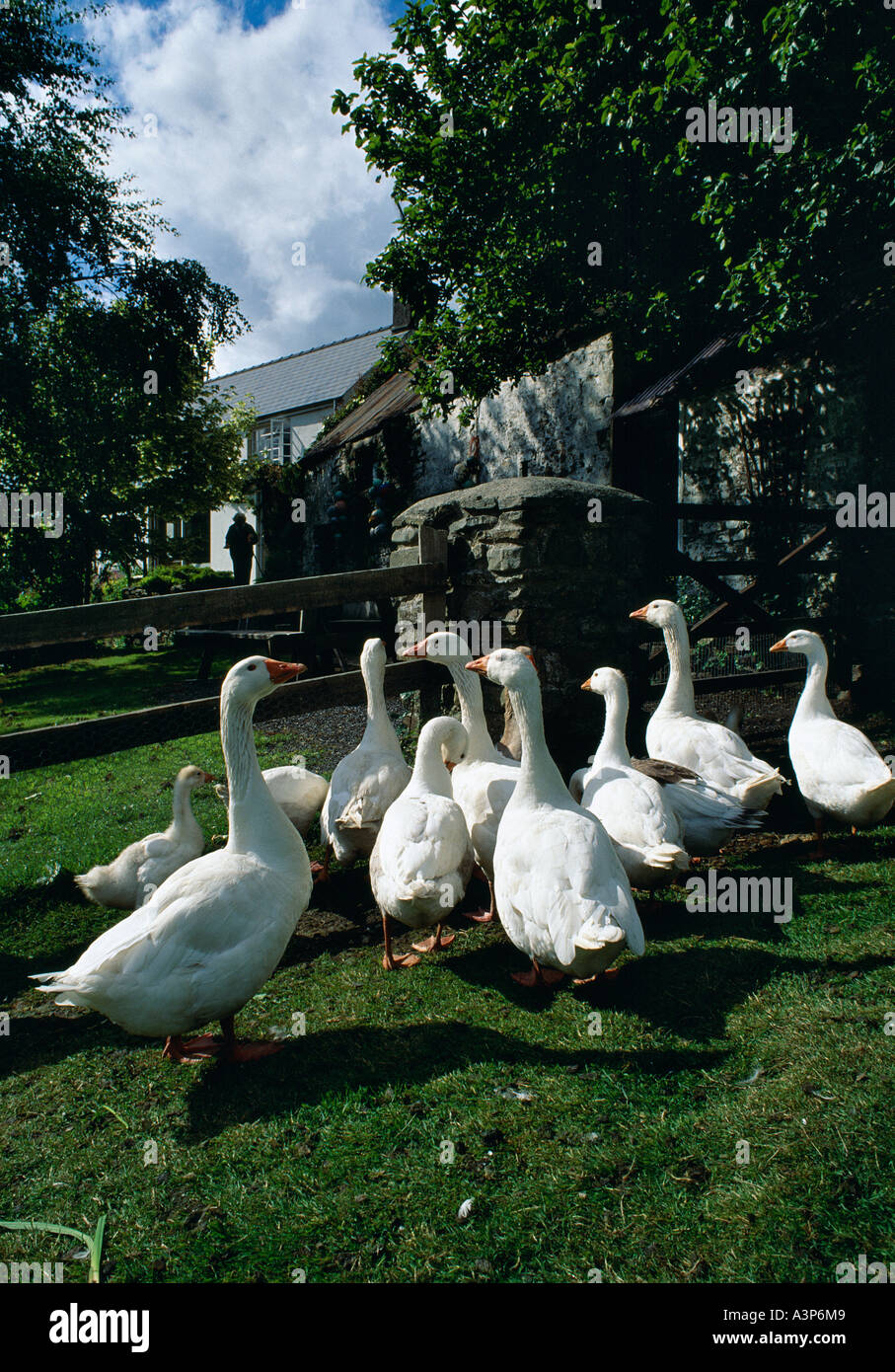 Domestic Geese High Resolution Stock Photography and Images - Alamy