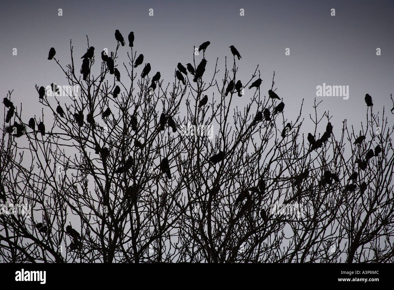 Roosting birds tree hi-res stock photography and images - Alamy