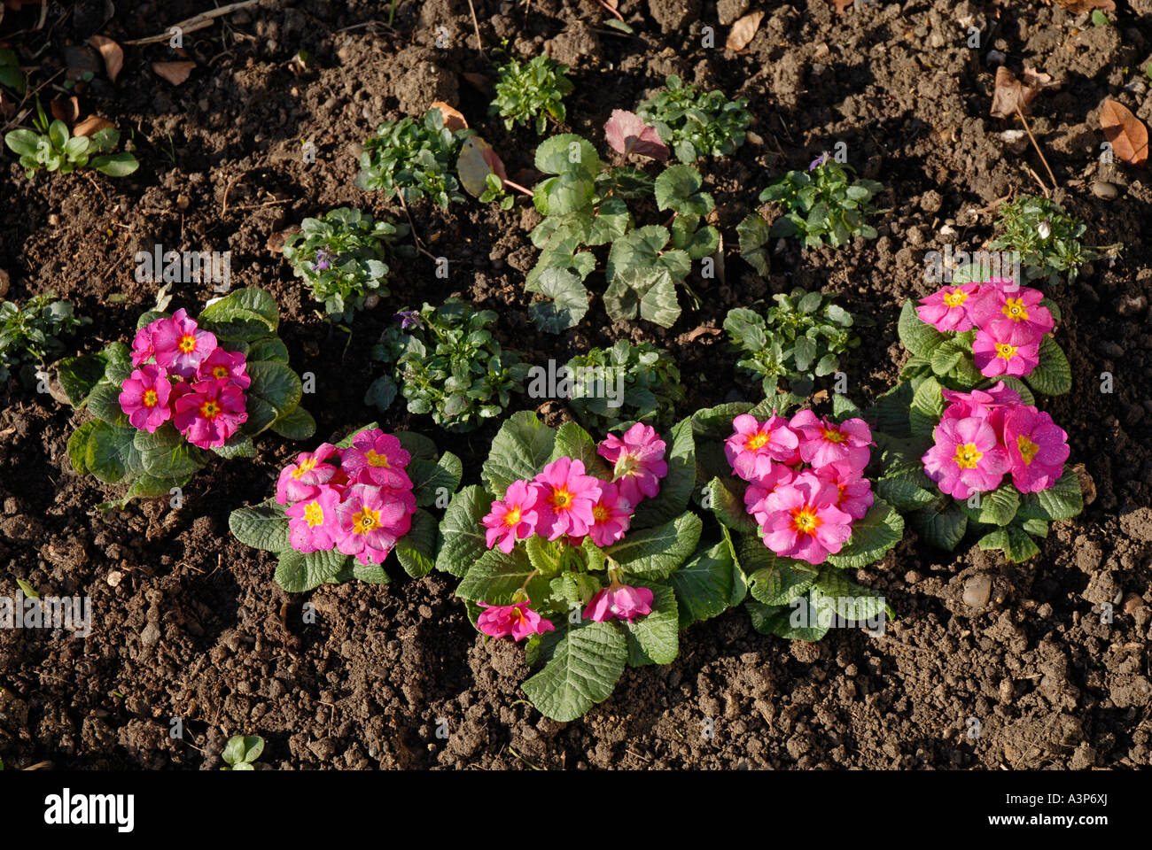 Group of pink primrose flowers arranged in the shape of a smile Stock ...