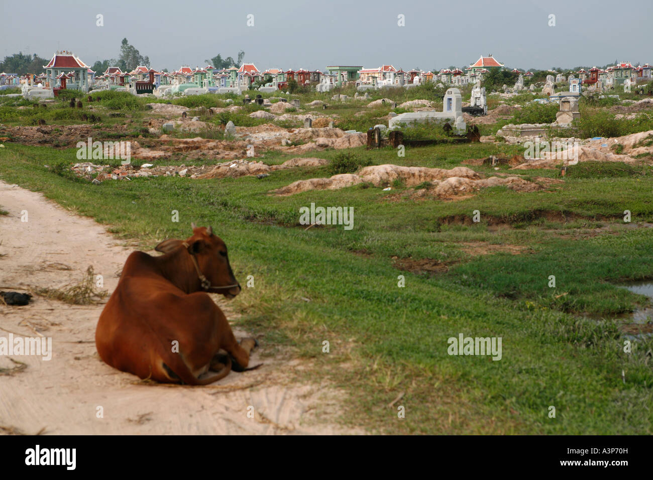 Cow in front of a cemetry in Tay Ninh with big graves (Vietnam 2006 ...