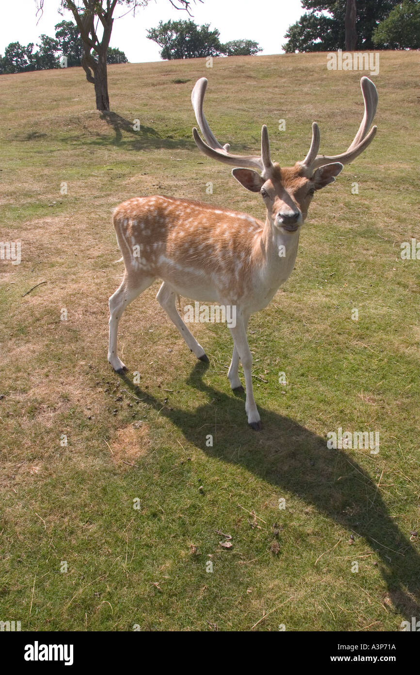 Knole house and park hi-res stock photography and images - Alamy
