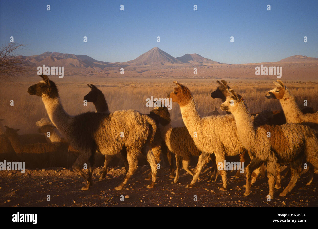 Lamas walking hi-res stock photography and images - Alamy
