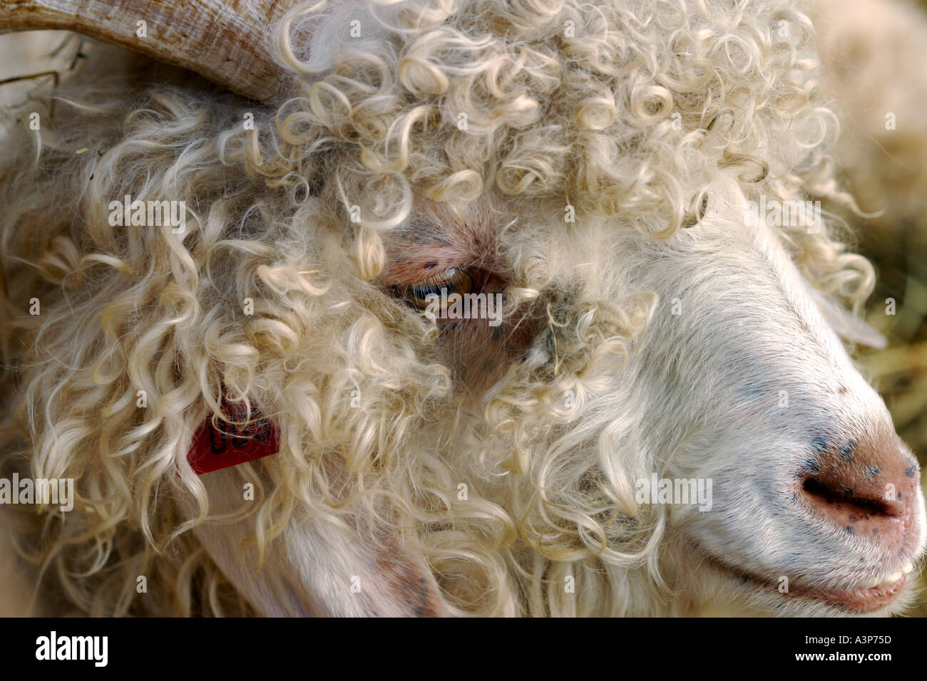 Angora Goat close up Stock Photo - Alamy