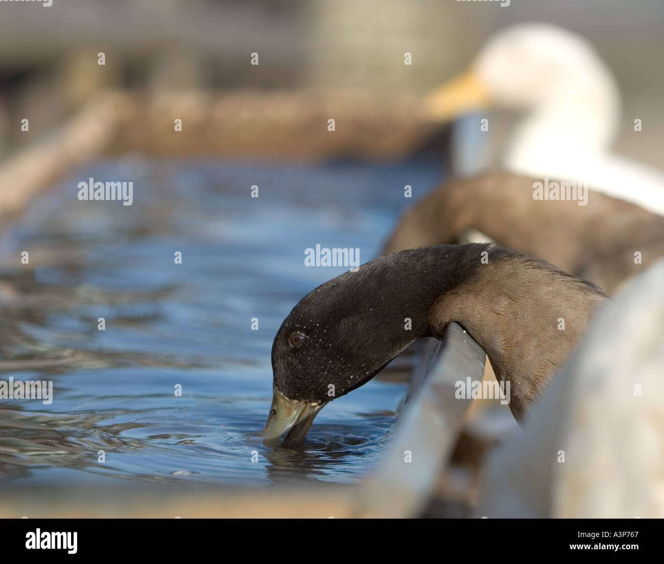 Ducks drinking from a farmyard water trough Stock Photo - Alamy