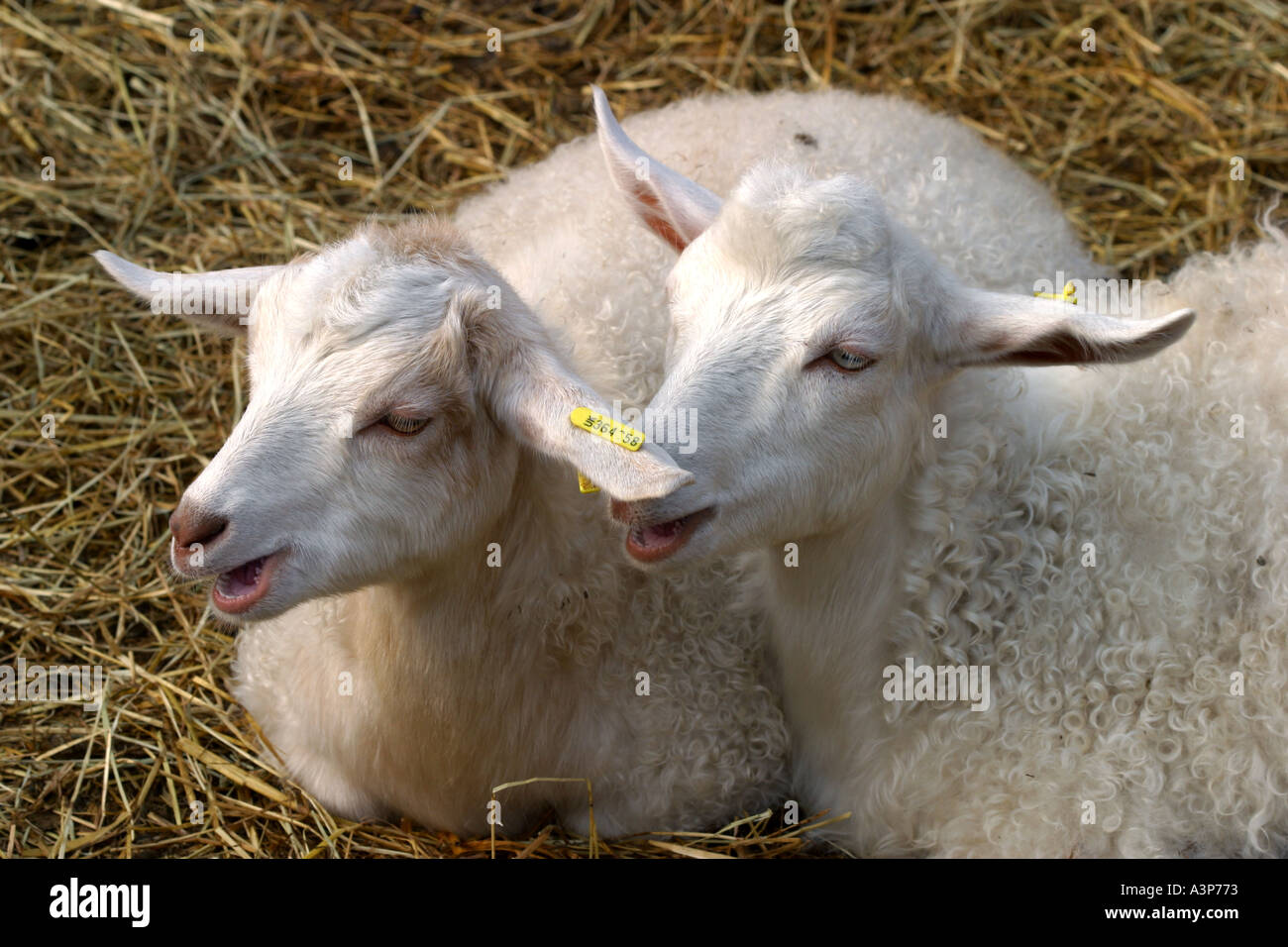 Goat Kids in a farmyard Stock Photo - Alamy