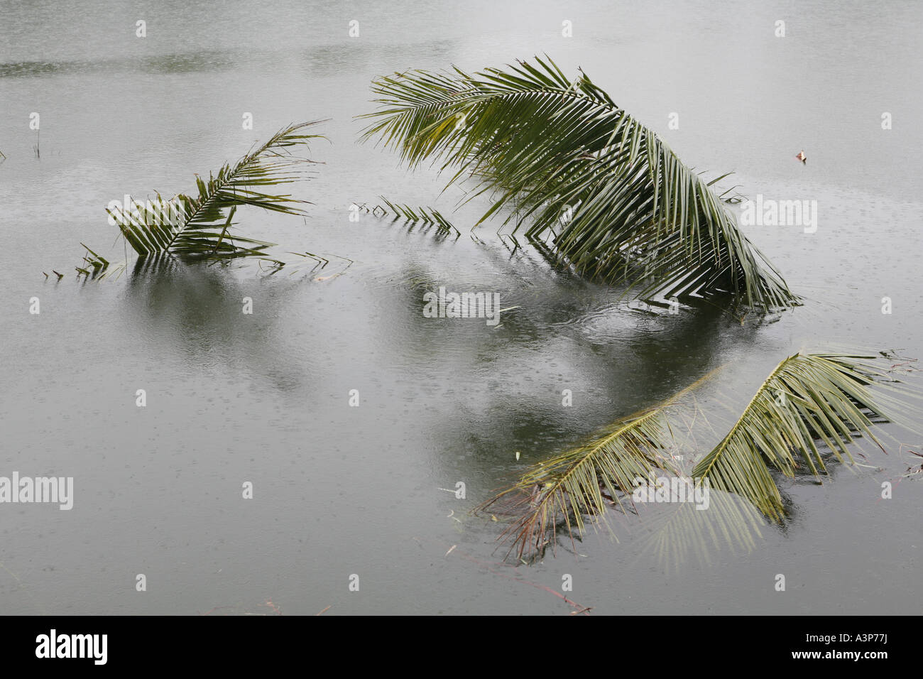 Palm leaves in water Stock Photo - Alamy