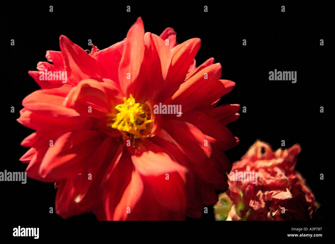 Red flowers in nature Cut Out Stock Images & Pictures - Alamy