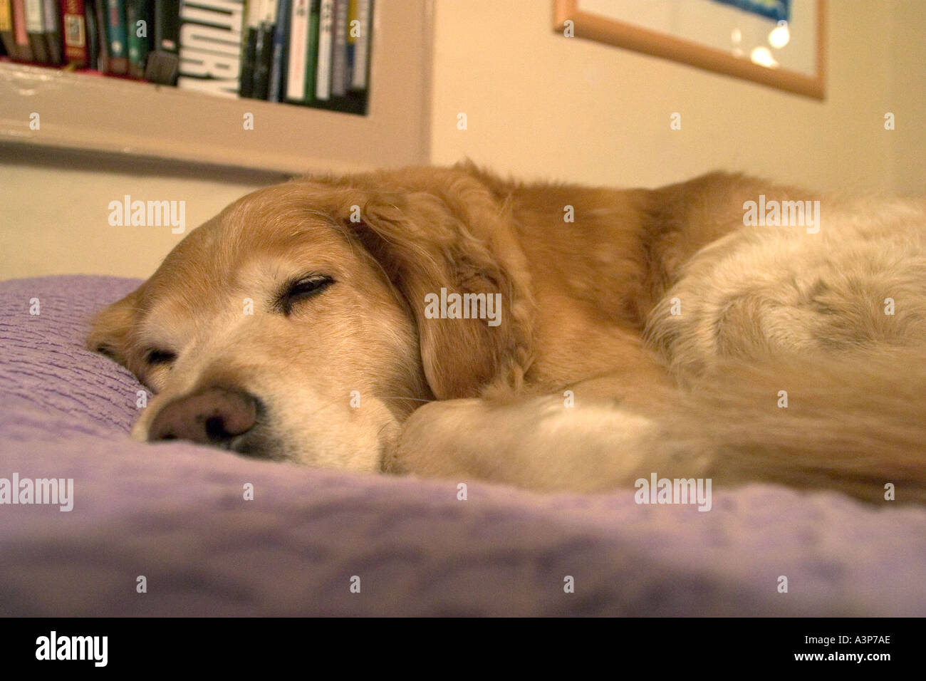 Newfoundland dog home hi-res stock photography and images - Alamy