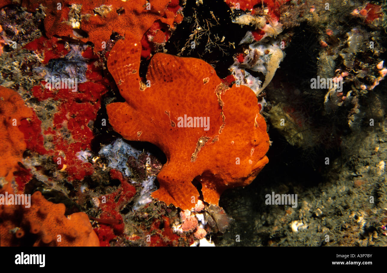 Gaint Frogfish Antennarius commersoni Sipadan Sabah Borneo Stock Photo ...