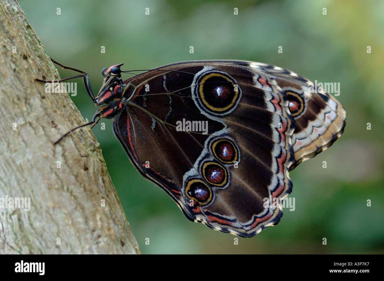 Blue Morpho, Morpho peleides, Morphidae, Belize Stock Photo - Alamy
