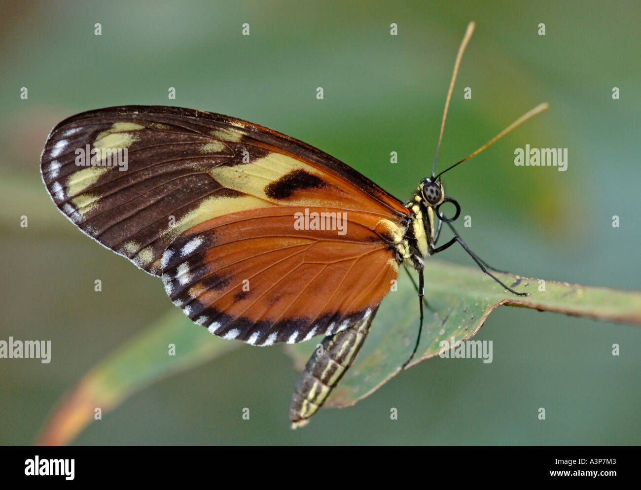 Hecales Longwing butterfly (Heliconius hecale) South American species ...