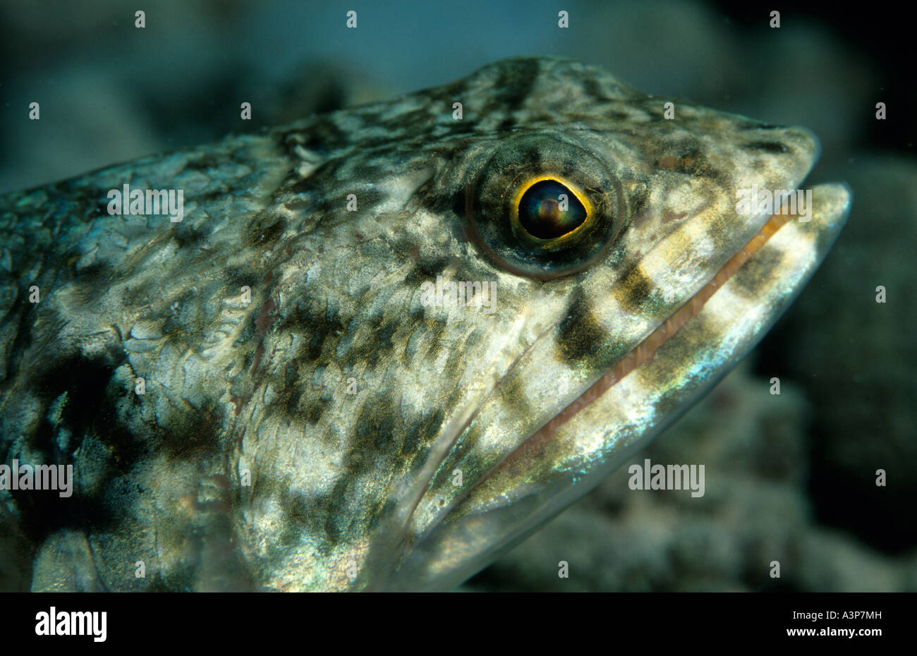 Variegated Lizardfish Synodus variegatus Sipadan Sabah Borneo Stock ...