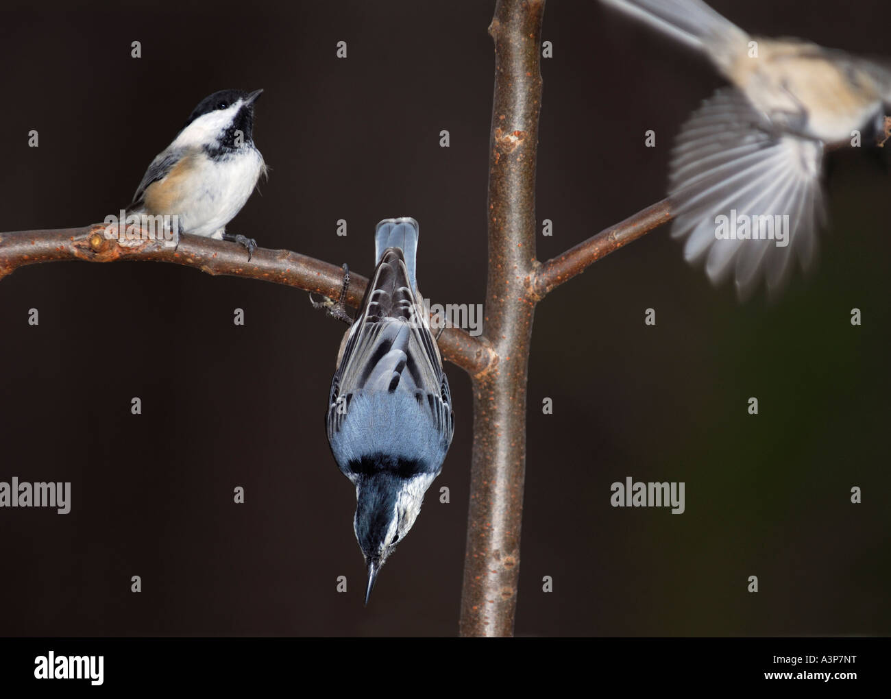 Black capped chicadees and white breasted nuthatch on tree branch Stock ...