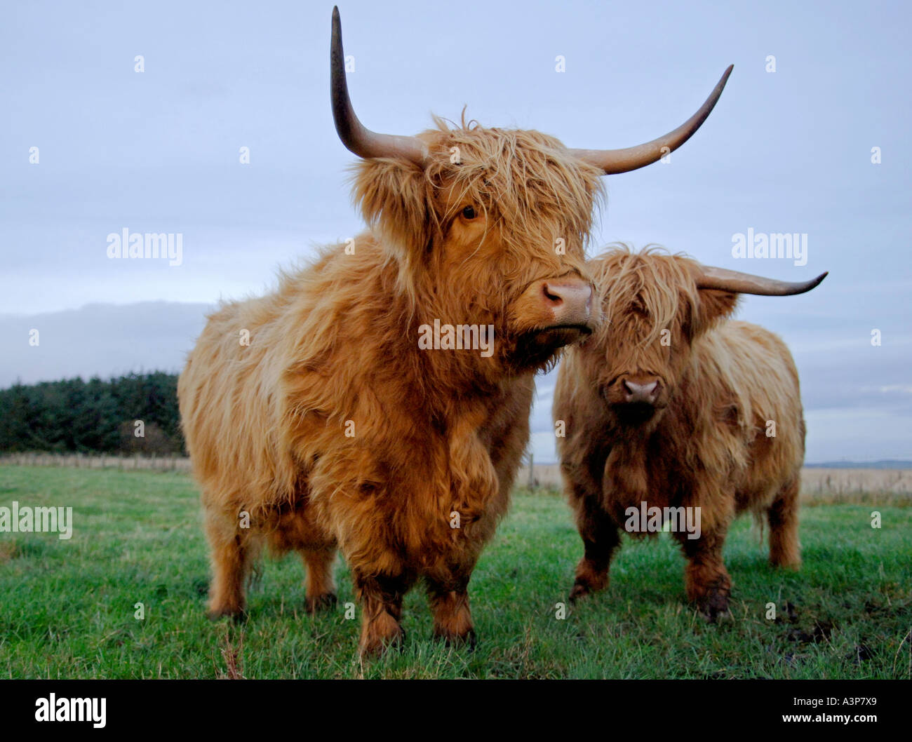 Durham horned cattle hi-res stock photography and images - Alamy