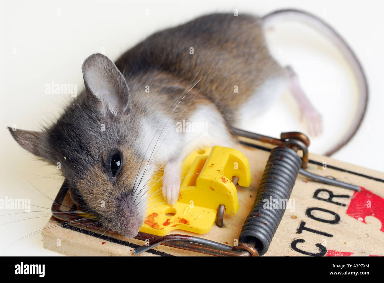 Common house mouse pest killed in a mousetrap Stock Photo - Alamy