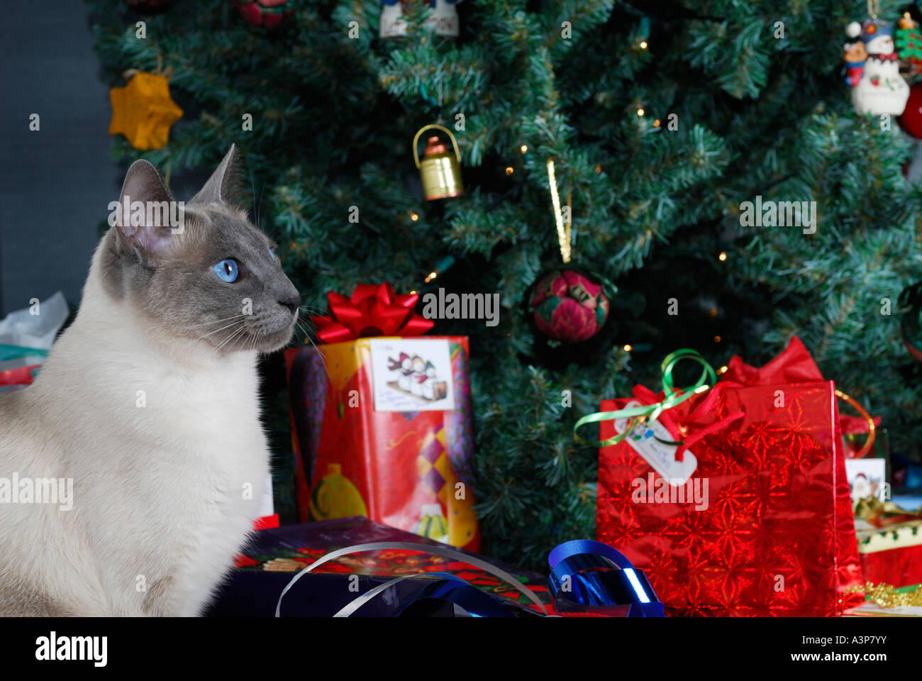 Siamese pet cat excited about opening presents under the Christmas tree ...