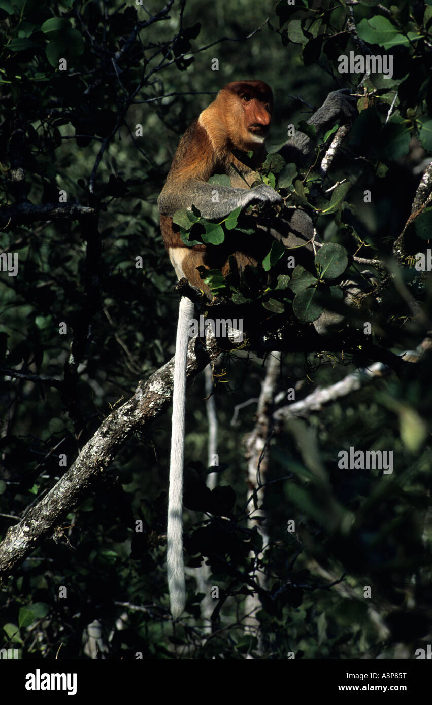 Proboscis Monkey Nasalis larvatus Male sitting in mangrove tree Sarawak ...