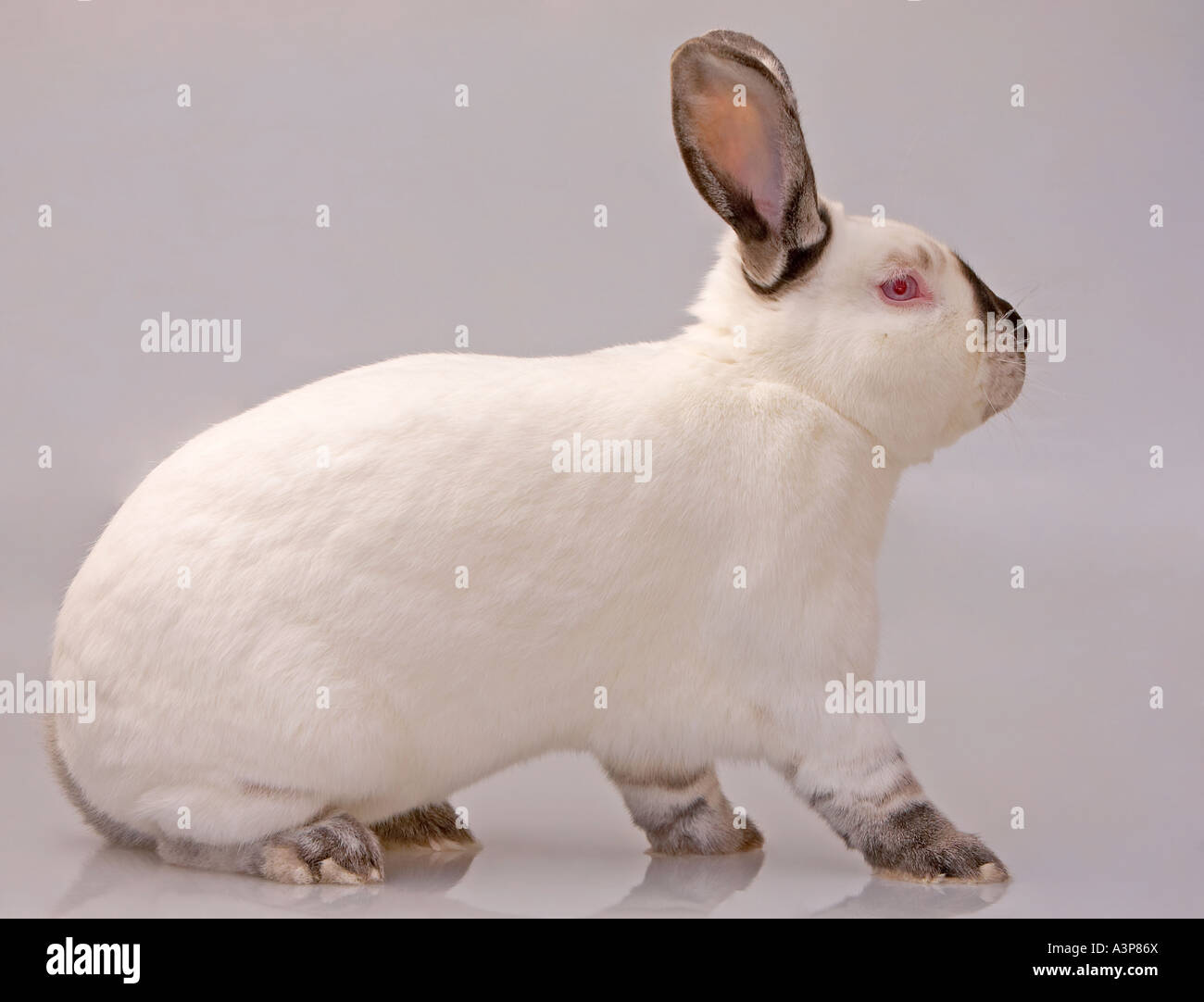 Domestic Rabbit Oryctolagus cuniculus California breed Grand Prairie ...